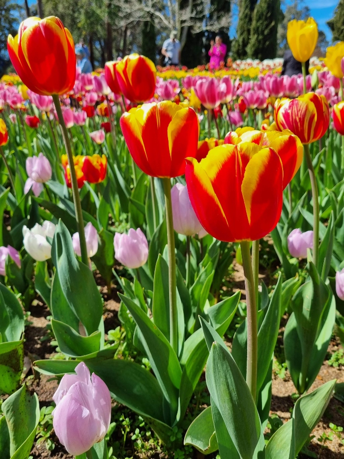 Spring in Perth: 5 places to enjoy this season in and around the city ...