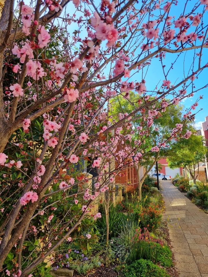Spring in Perth: 5 places to enjoy this season in and around the city ...